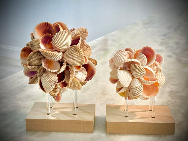 Cockle Shell Sphere - Etsy