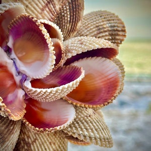Cockle Shell Sphere - Etsy