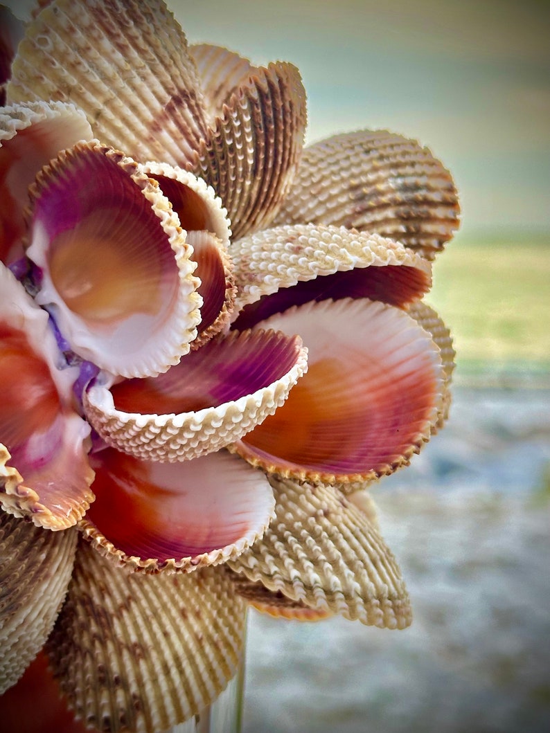 Cockle Shell Sphere - Etsy