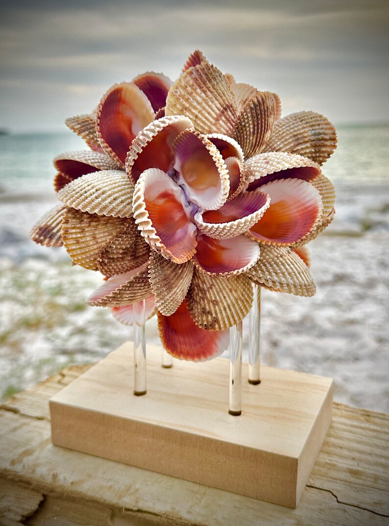 Cockle Shell Sphere - Etsy