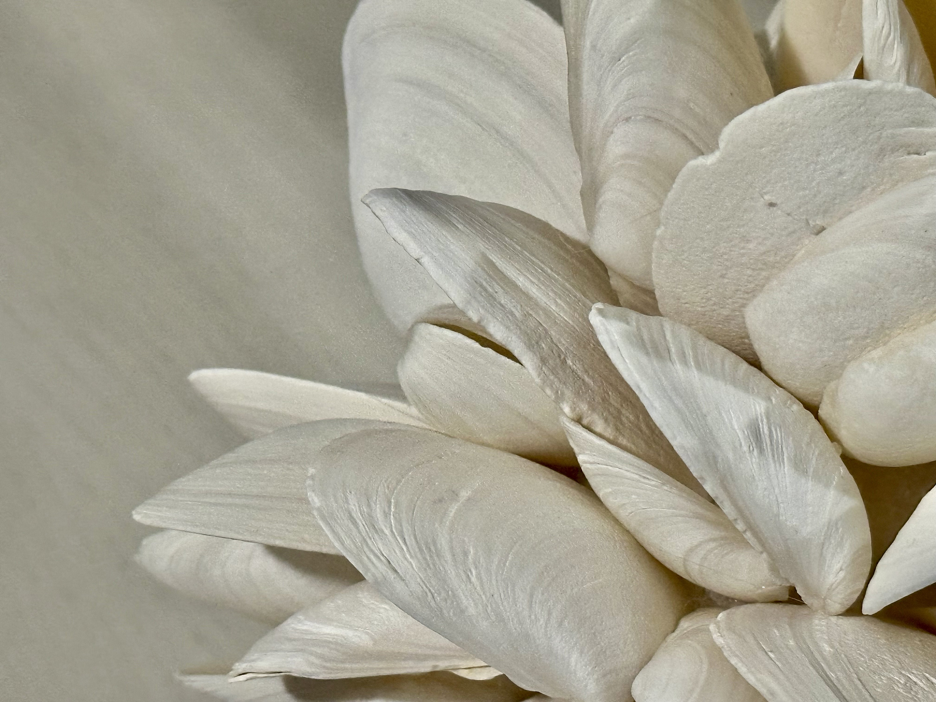 Surf-clam Shell Sphere - Etsy