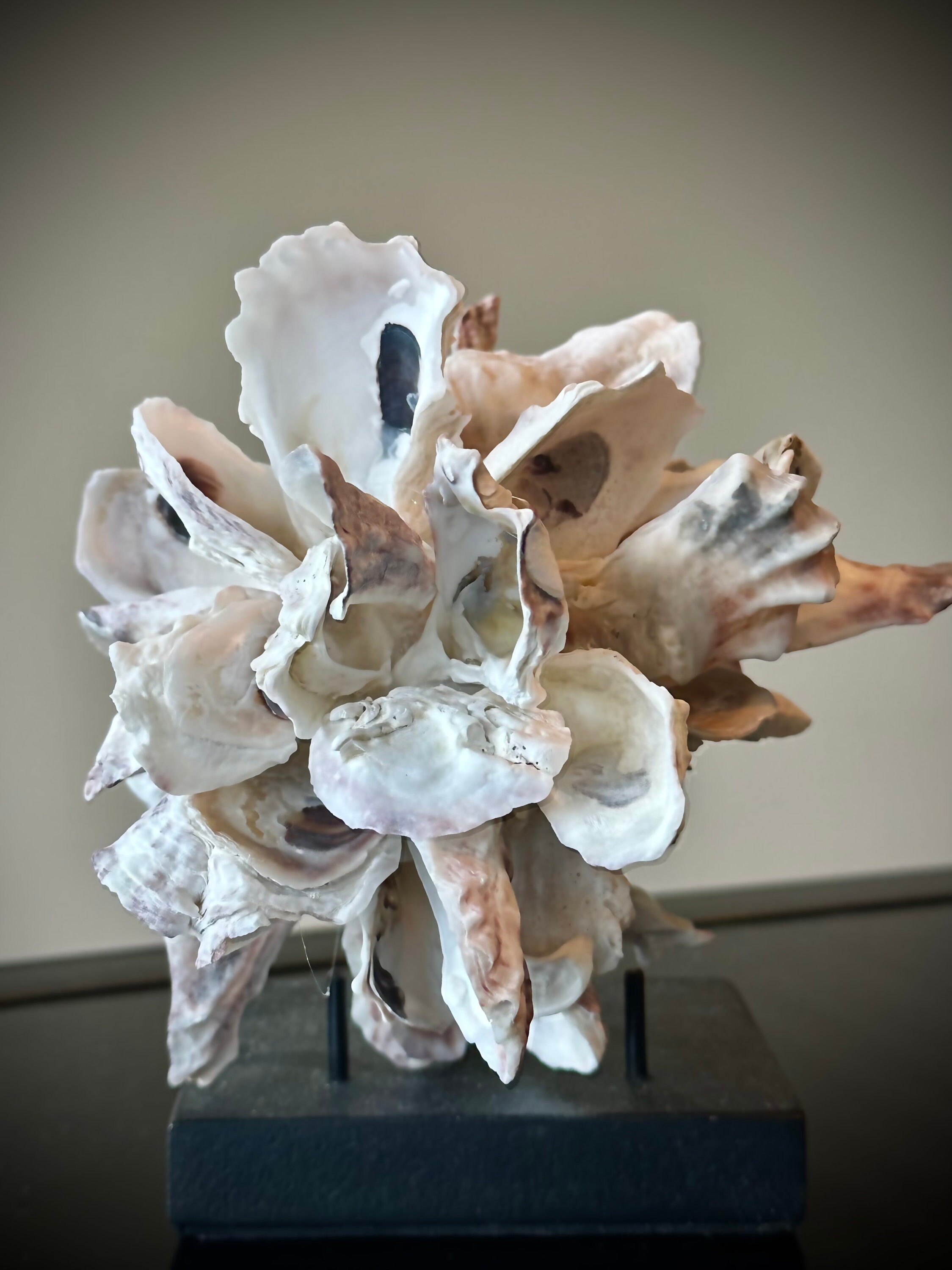 Oyster Shell Sphere - Etsy