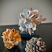 Oyster Shell Sphere - Etsy