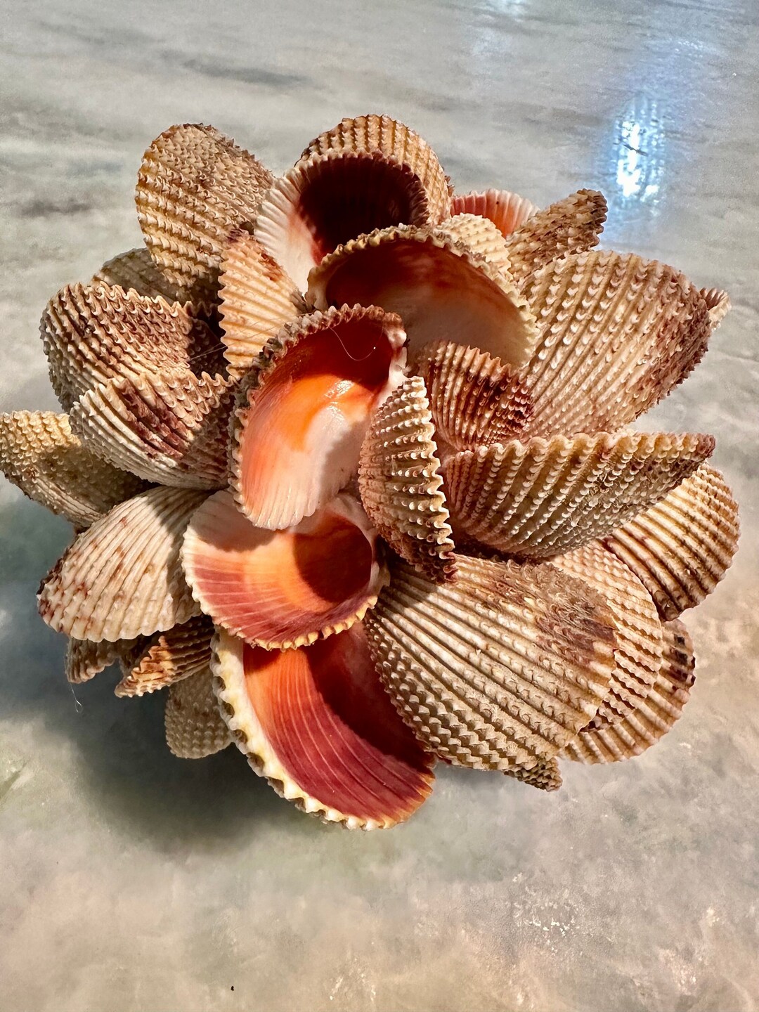 Cockle Shell Sphere - Etsy