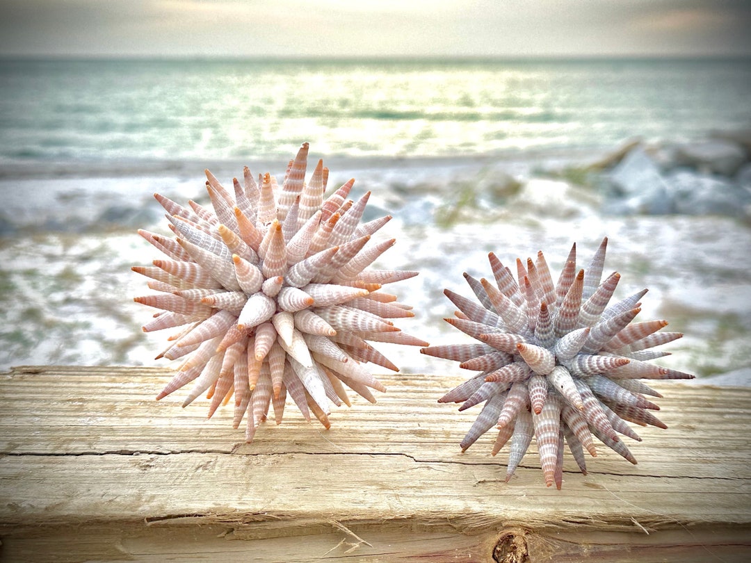 Ocean Auger Shell Sphere - Etsy