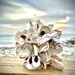 Oyster Shell Sphere - Etsy