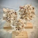 Oyster Shell Sphere - Etsy