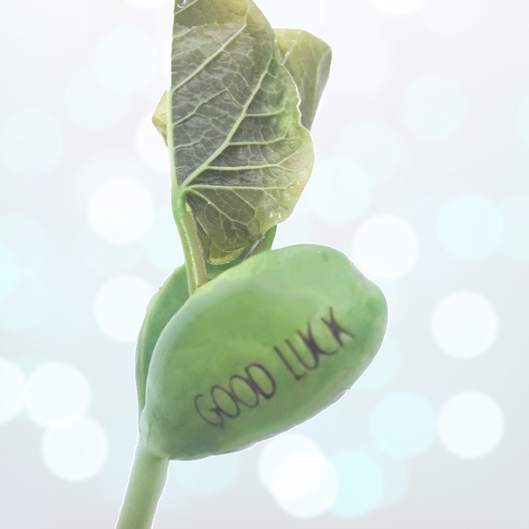 Good Luck Card Pun Card Cute Greetings Card Good Luck Card - Etsy