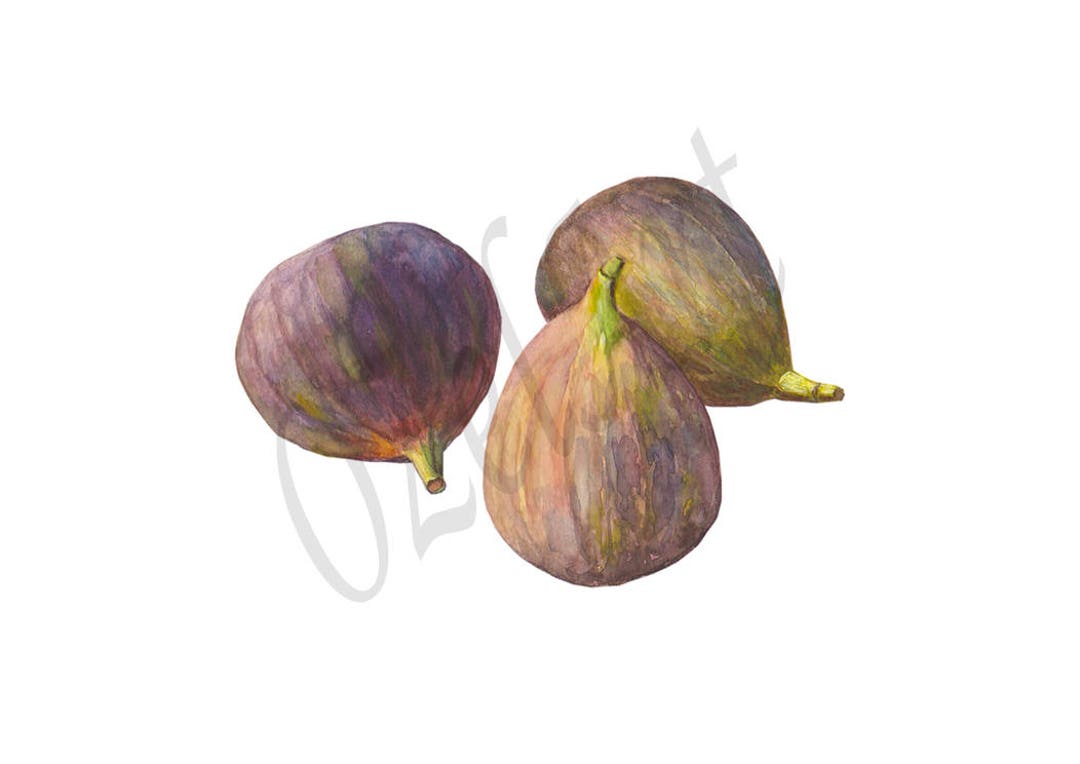 Fig Fruit Watercolor Painting Organic Tropical Healthy Digital Download ...