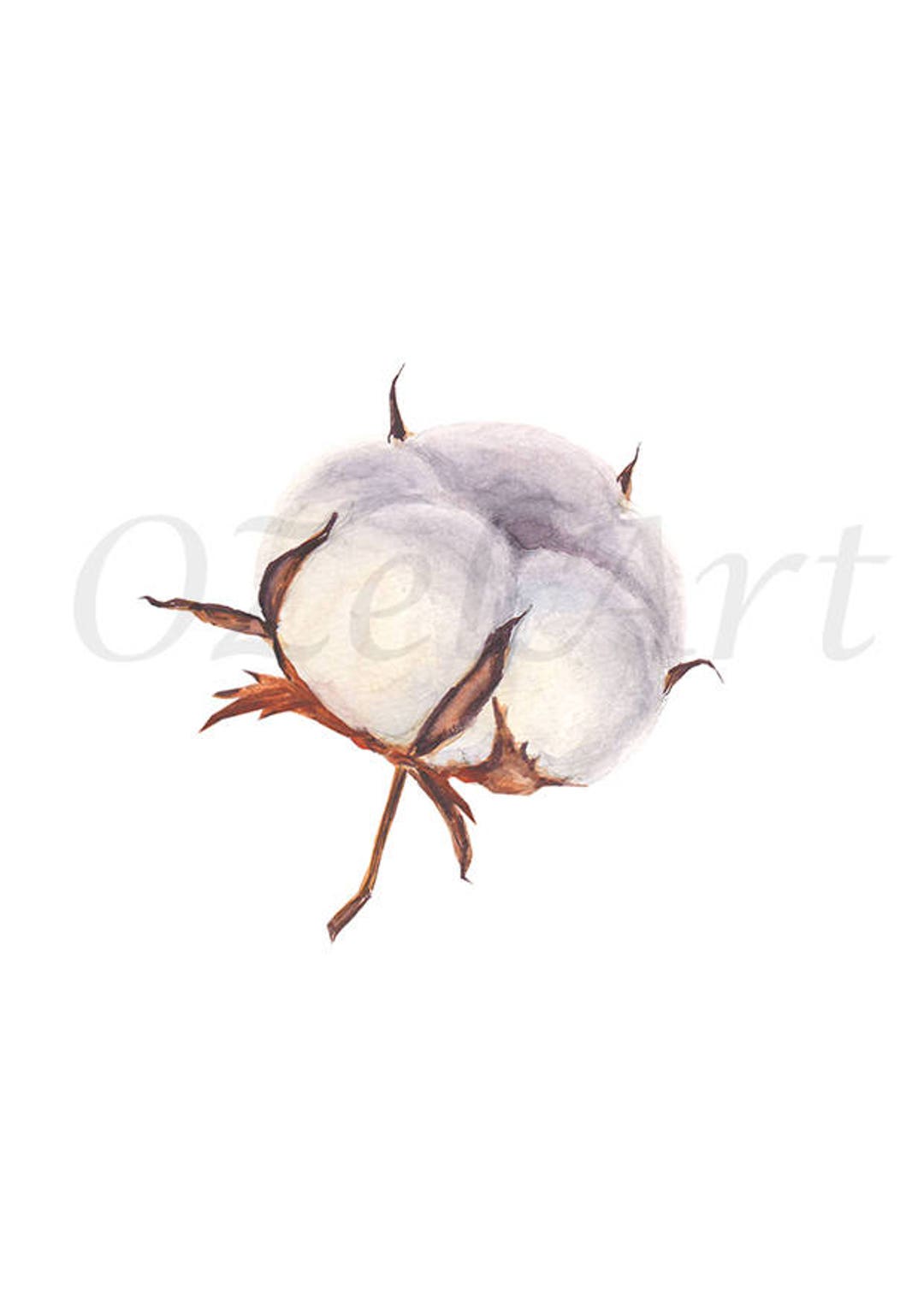 Cotton Flower Ball Botanic Organic Watercolor Painting Digital Download ...