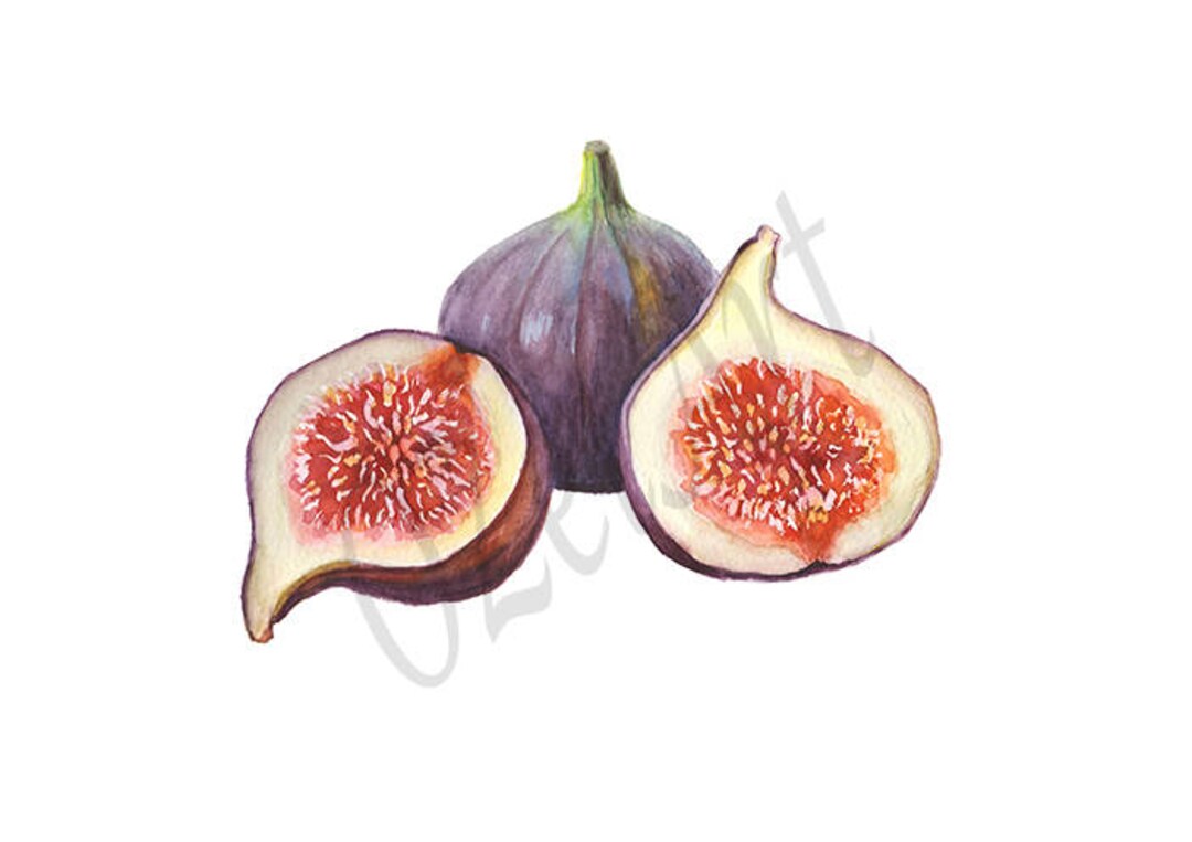 Fig Fruit Watercolor Painting Organic Tropical Healthy Digital Download ...