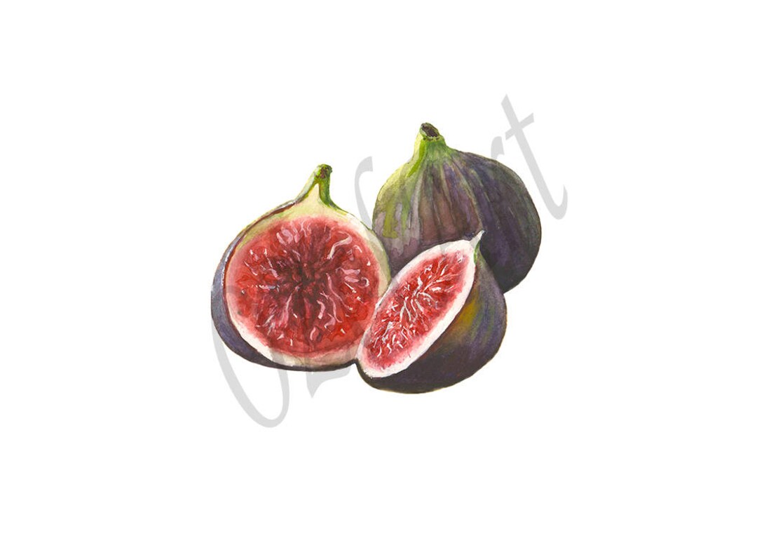 Fig Fruit Watercolor Painting Organic Tropical Healthy Digital Download ...