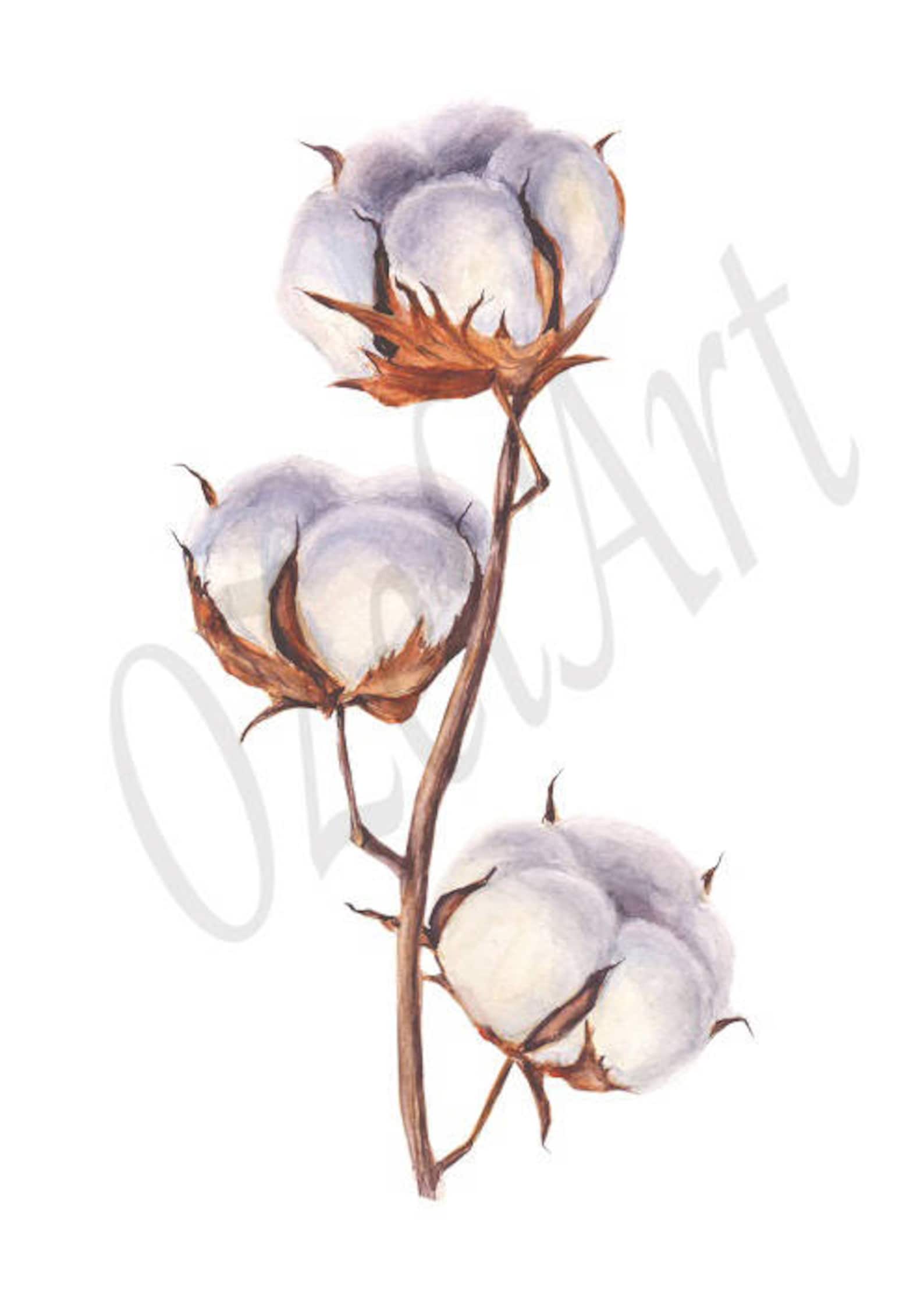 Cotton Flower Ball Branch Organic Watercolor Painting Digital Download ...