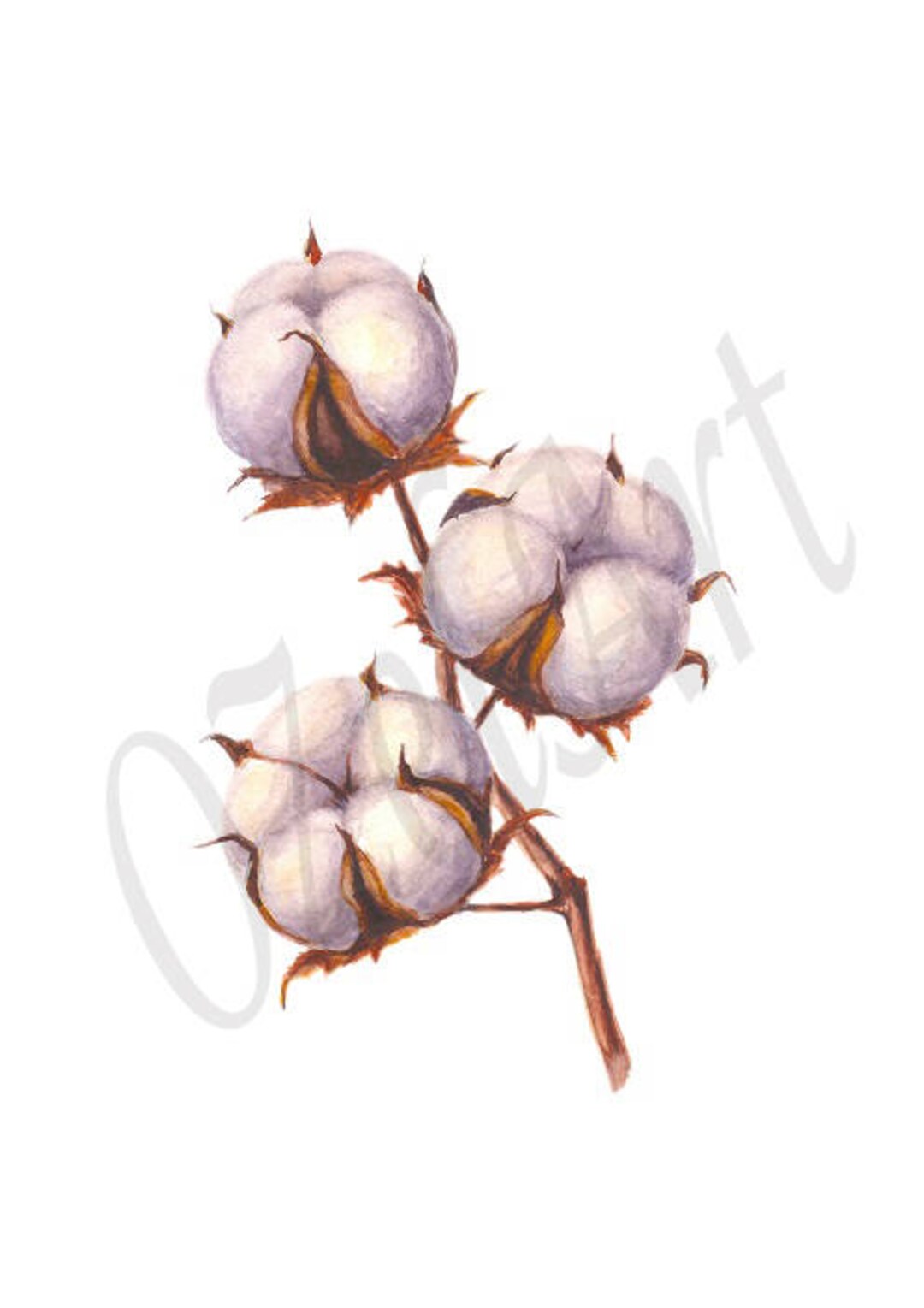 Cotton Flower Ball Botanic Organic Watercolor Painting Digital Download ...