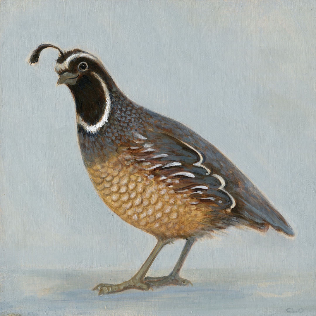 Peaceful Quail Art Print: Original Bird Painting, Brown and Gray Decor ...