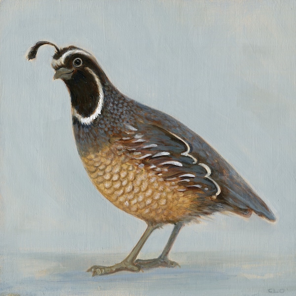 Quail Art - Etsy