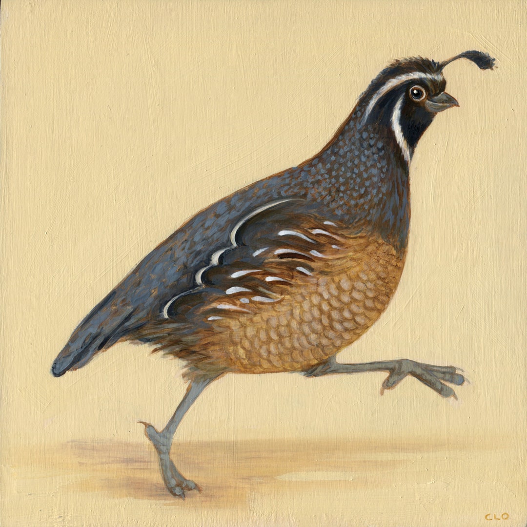 Quail Art Print, Original Quail Art, Bird Watcher Gift, Running Quail ...