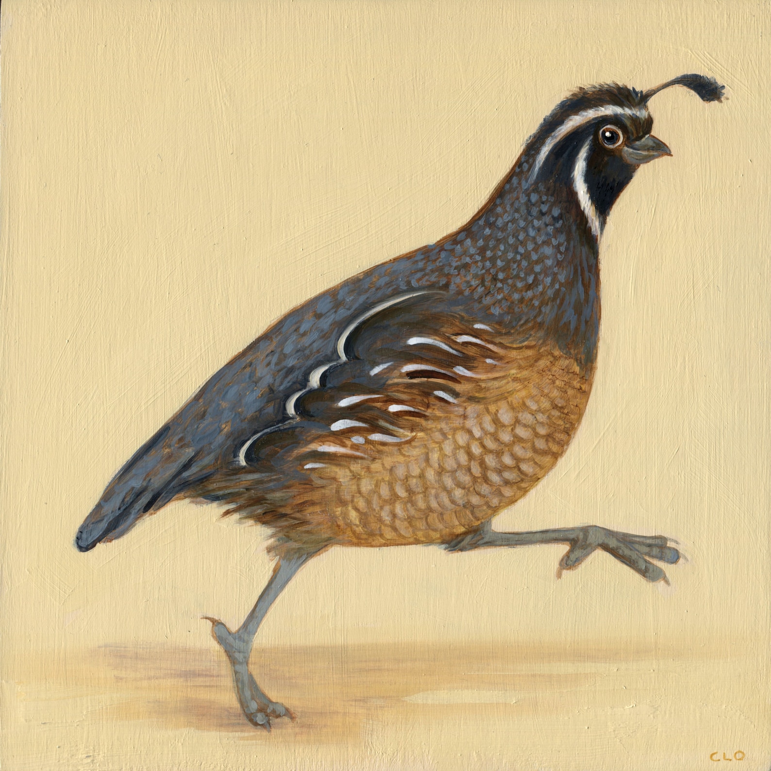 Running Quail Art Print: Original Bird Painting - Etsy