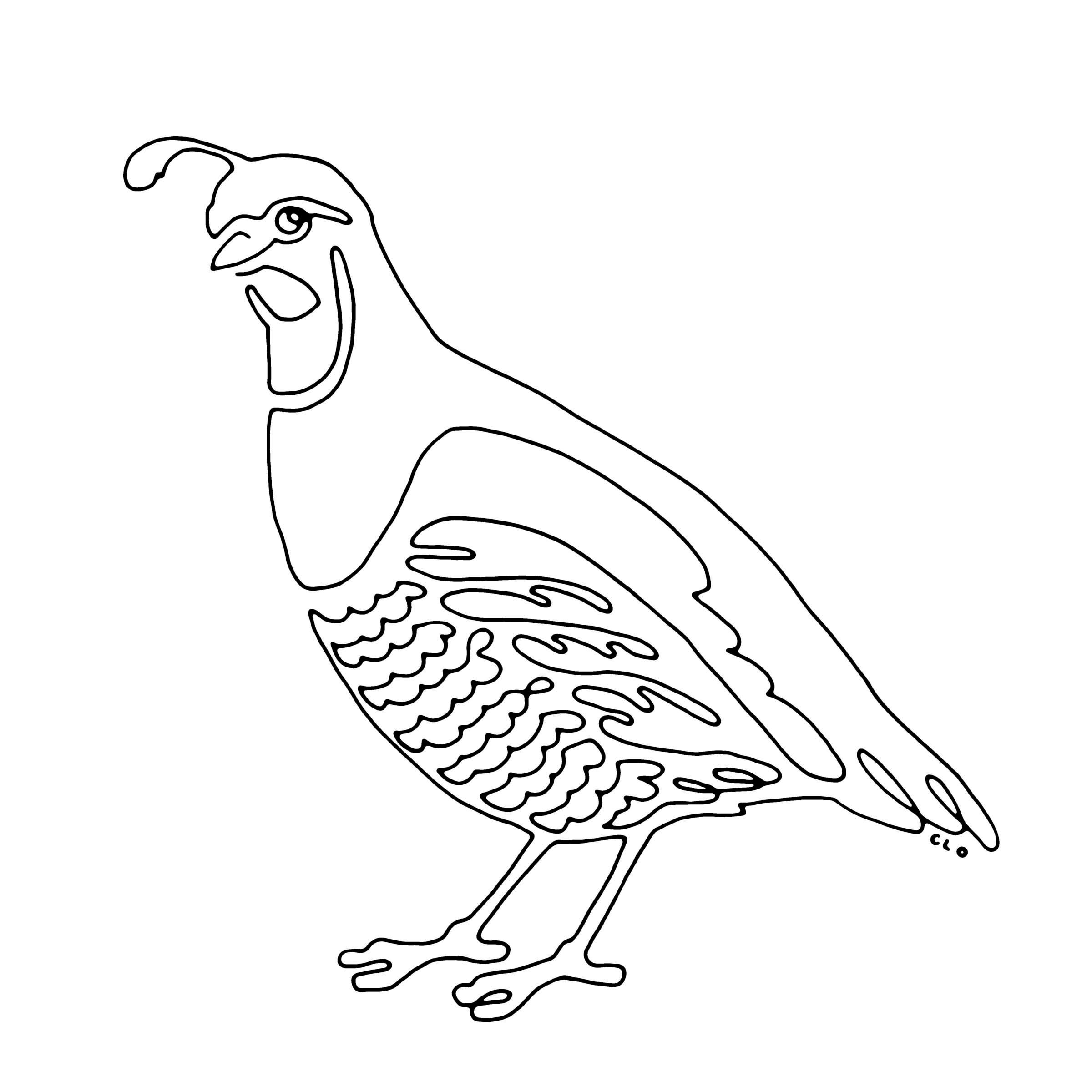 Quail Digital Art Download, Modern Minimal One Line Ink Drawing ...