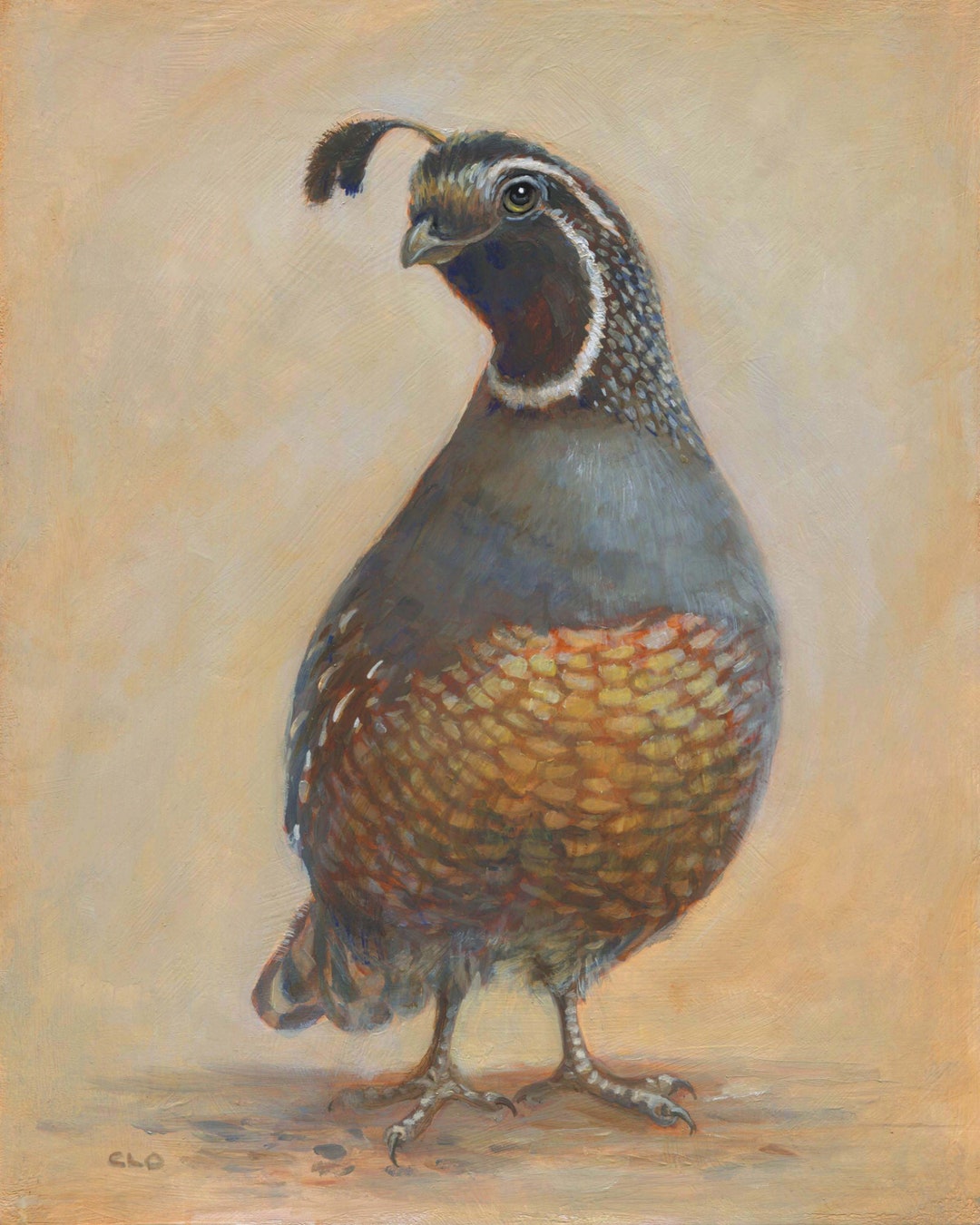 California Quail Art Print: Happy Bird Portrait From Original Oil ...