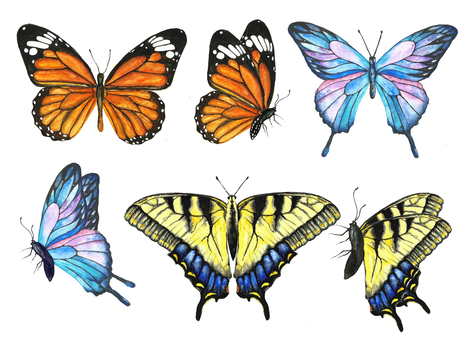 Butterfly Watercolor Clipart Hand Drawn Butterflies Clip Art - Etsy