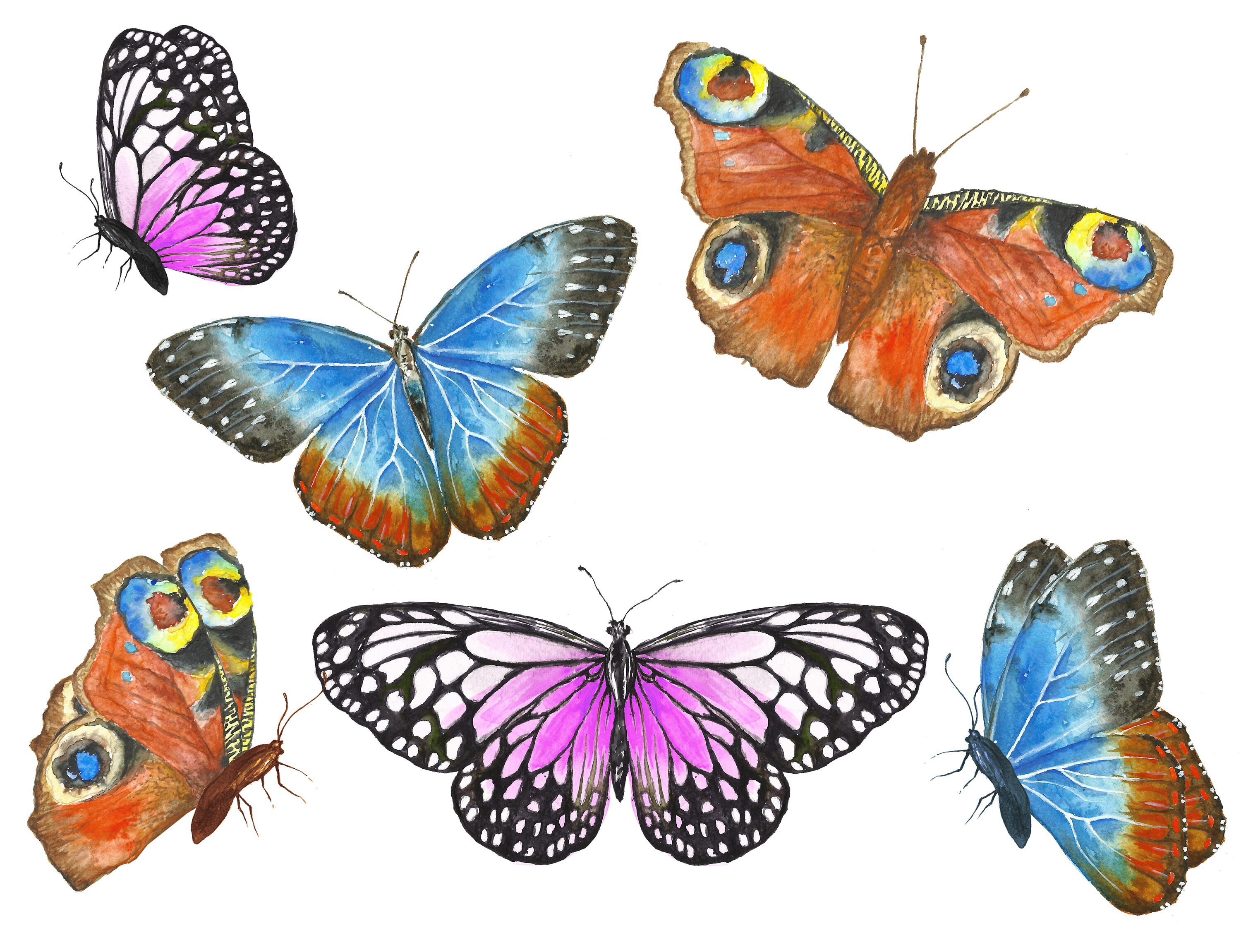 Butterfly Watercolor Clipart Hand Drawn Butterflies Clip Art - Etsy