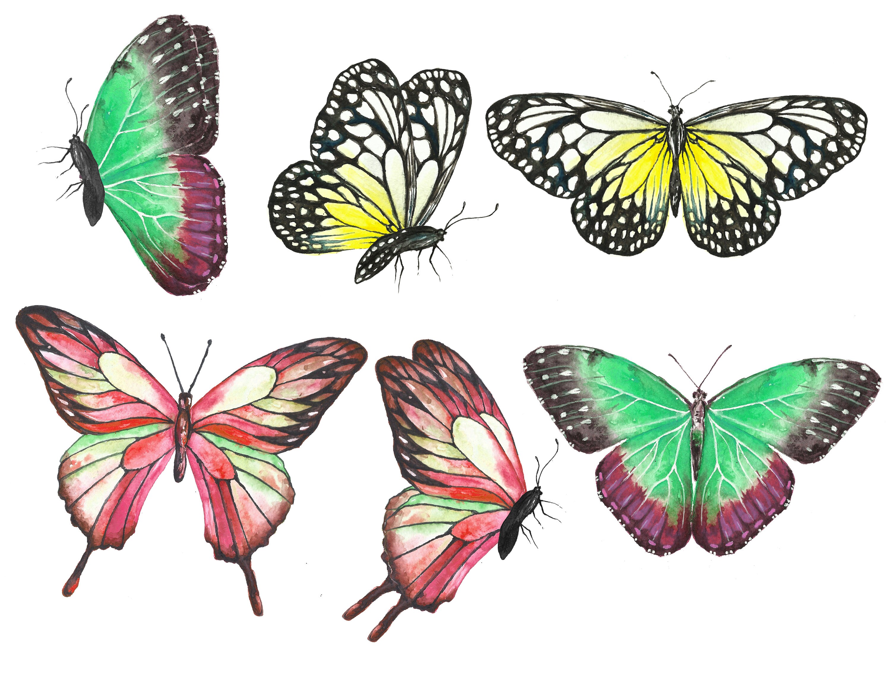 Butterfly Watercolor Clipart Hand Drawn Butterflies Clip Art - Etsy