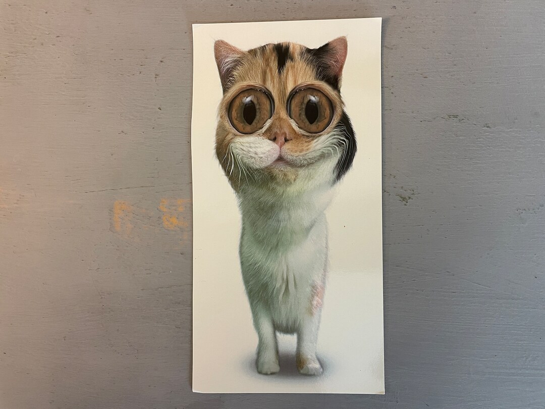 Funny Cat Photo Bulging Cat Eyes Vintage 1980s Postcard Humor ...