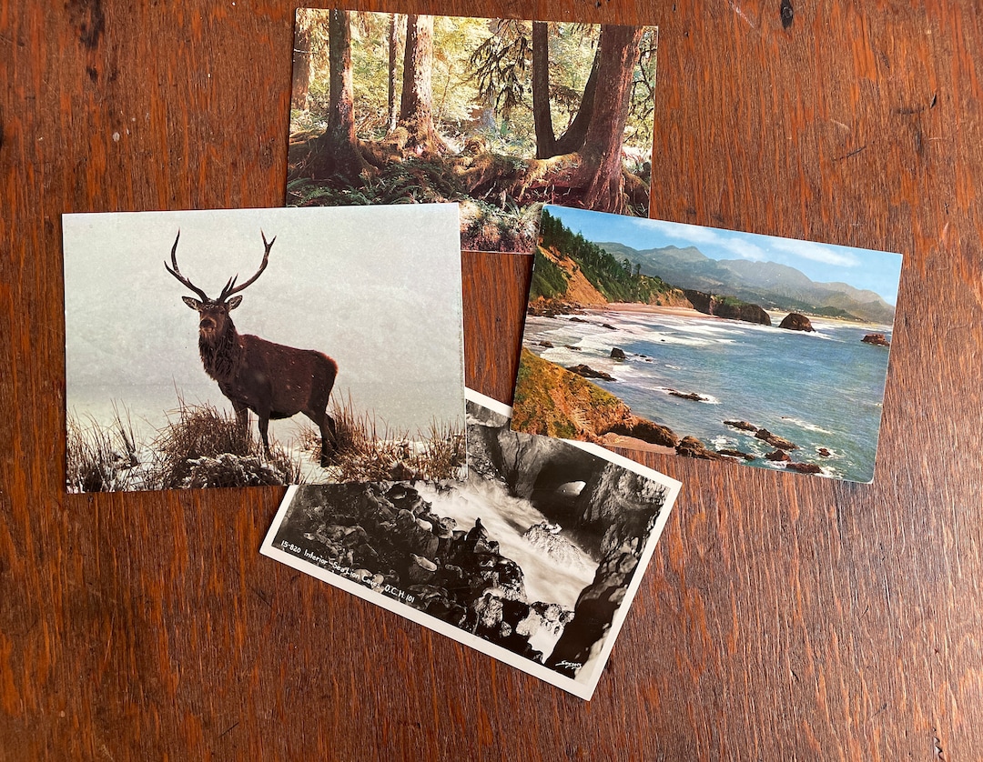Nature Postcards Wildlife Buck Landscapes Vintage 1950s 1960s Travel ...
