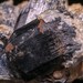 Hyalite, Schorl and Goethite Psm After Siderite Cluster, Erongo Mnt ...