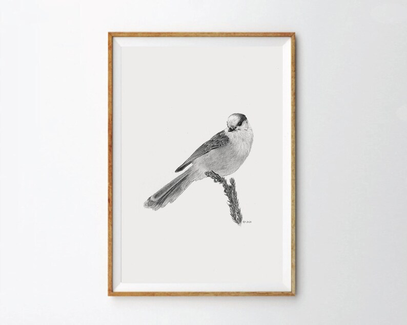 Gray Jay Art Print - Etsy
