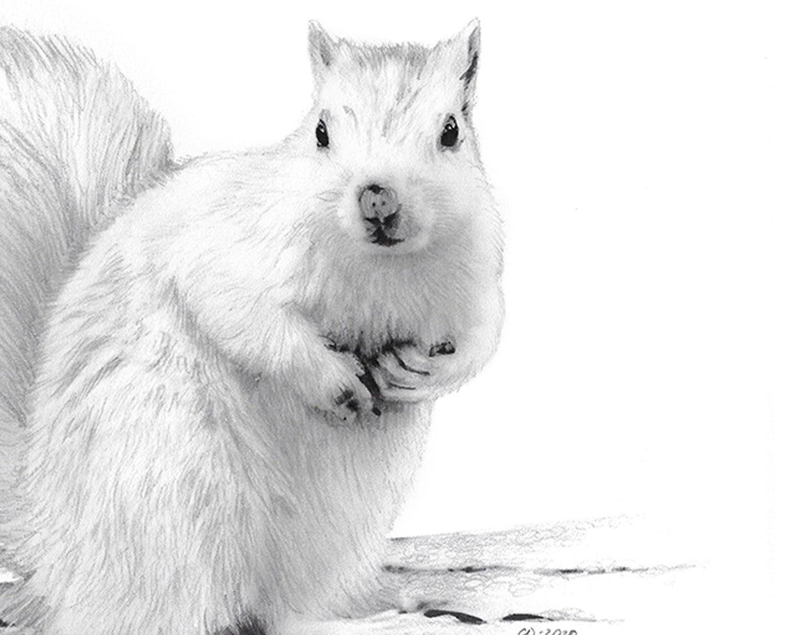 White Squirrel - Art Print - Etsy Canada