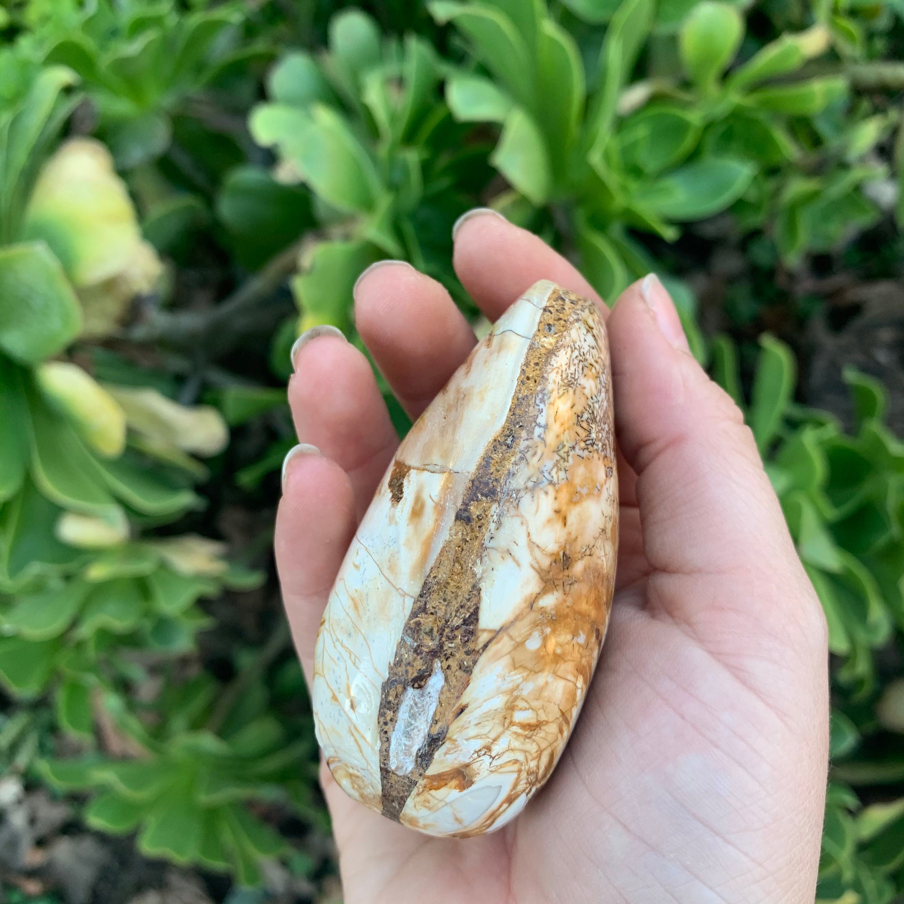 Polished Fossilized Clam Shell | Etsy