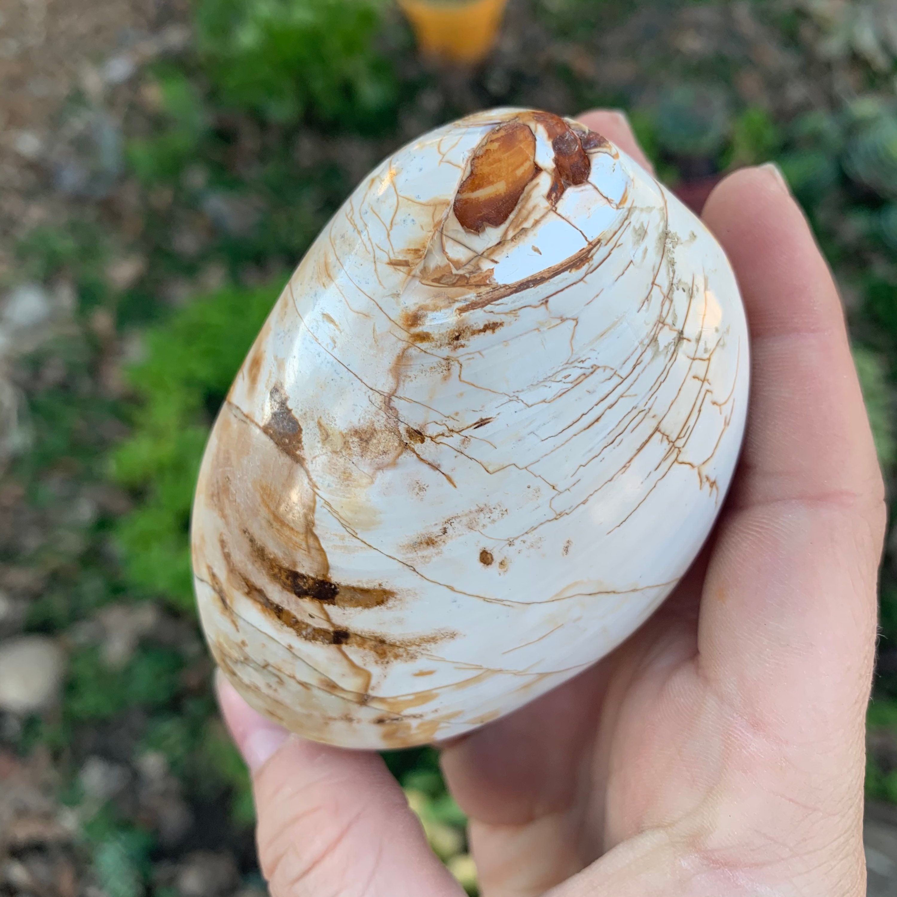 Polished Fossilized Clam Shell | Etsy
