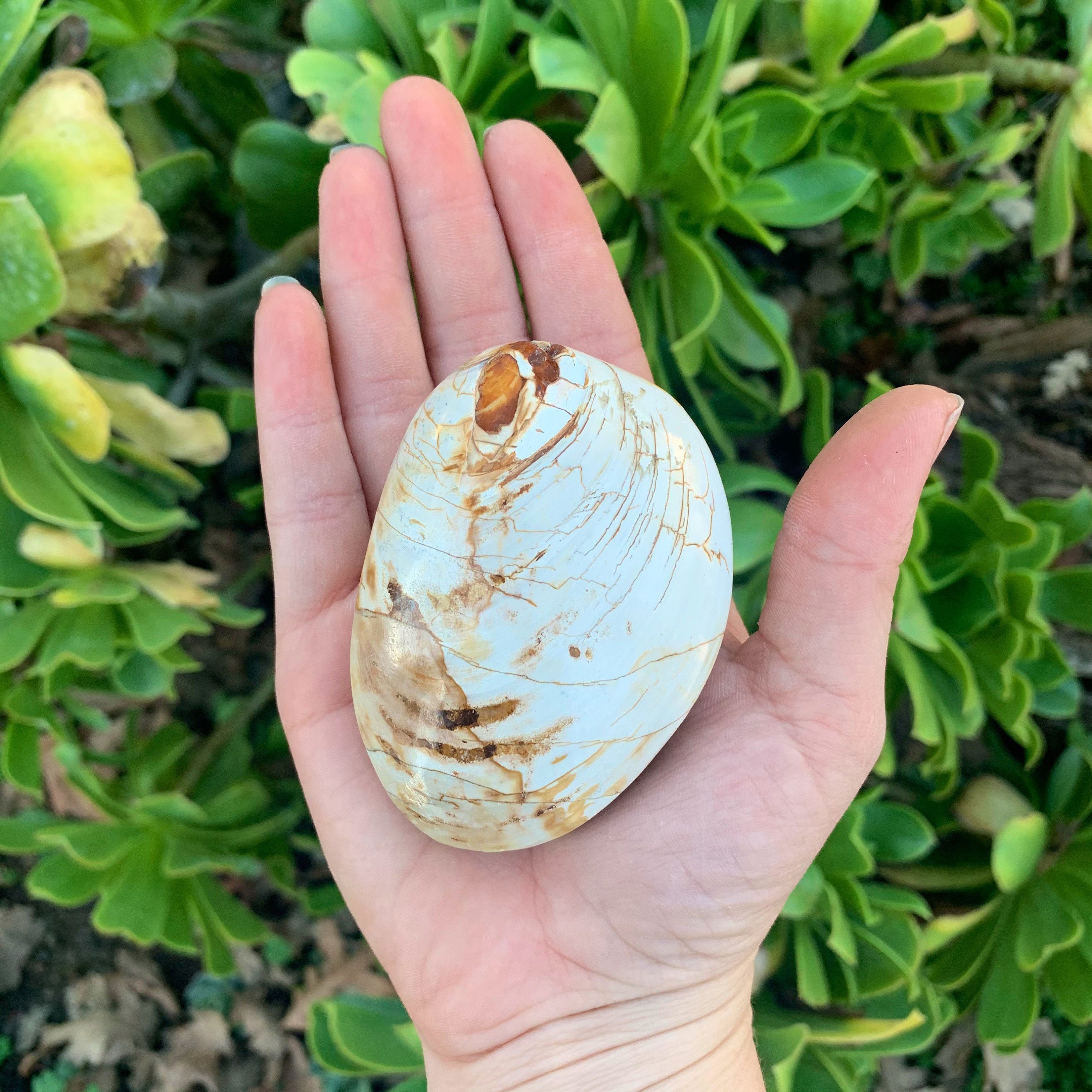 Polished Fossilized Clam Shell | Etsy