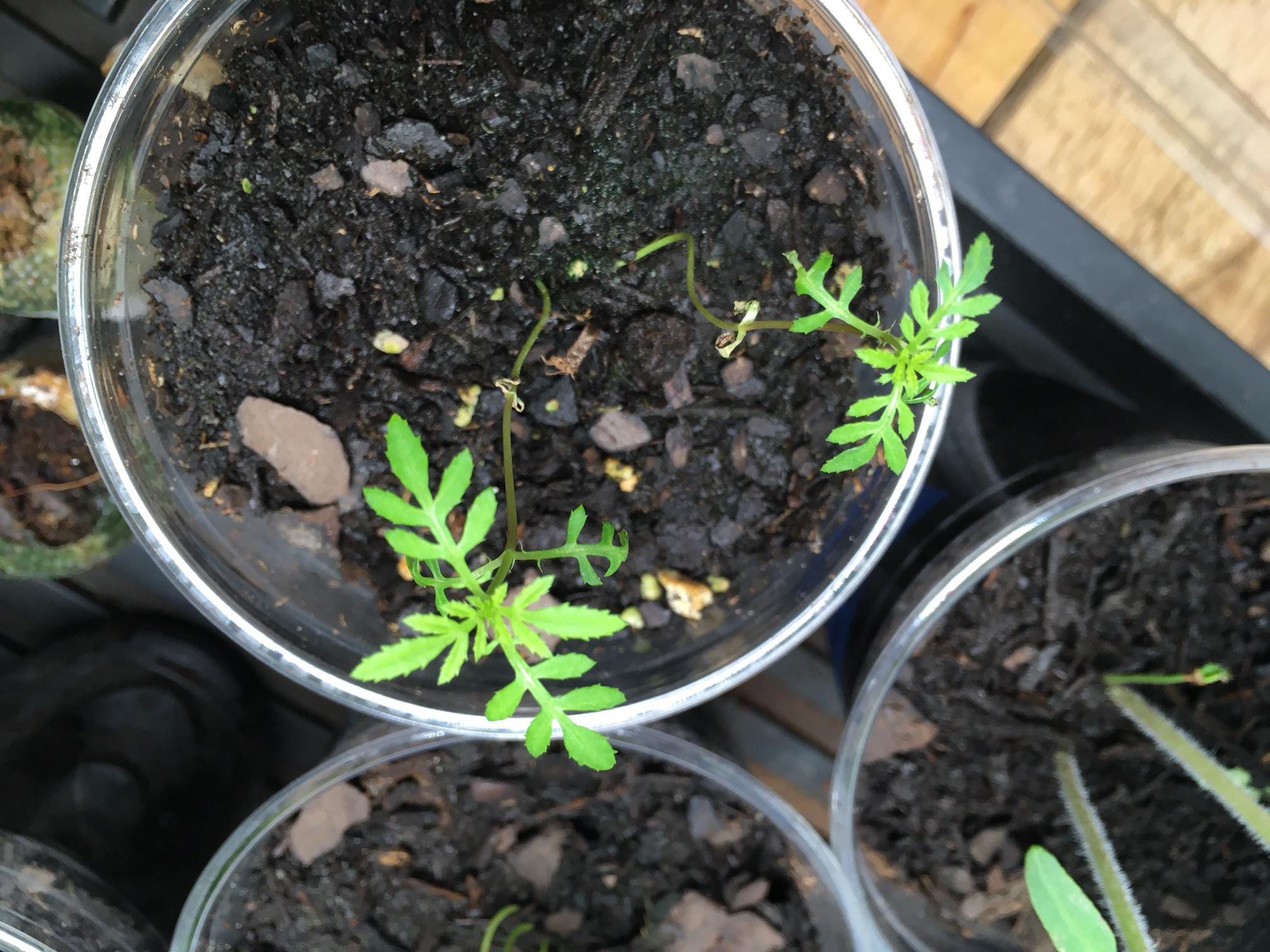 Peruvian Black Mint Seeds - Etsy