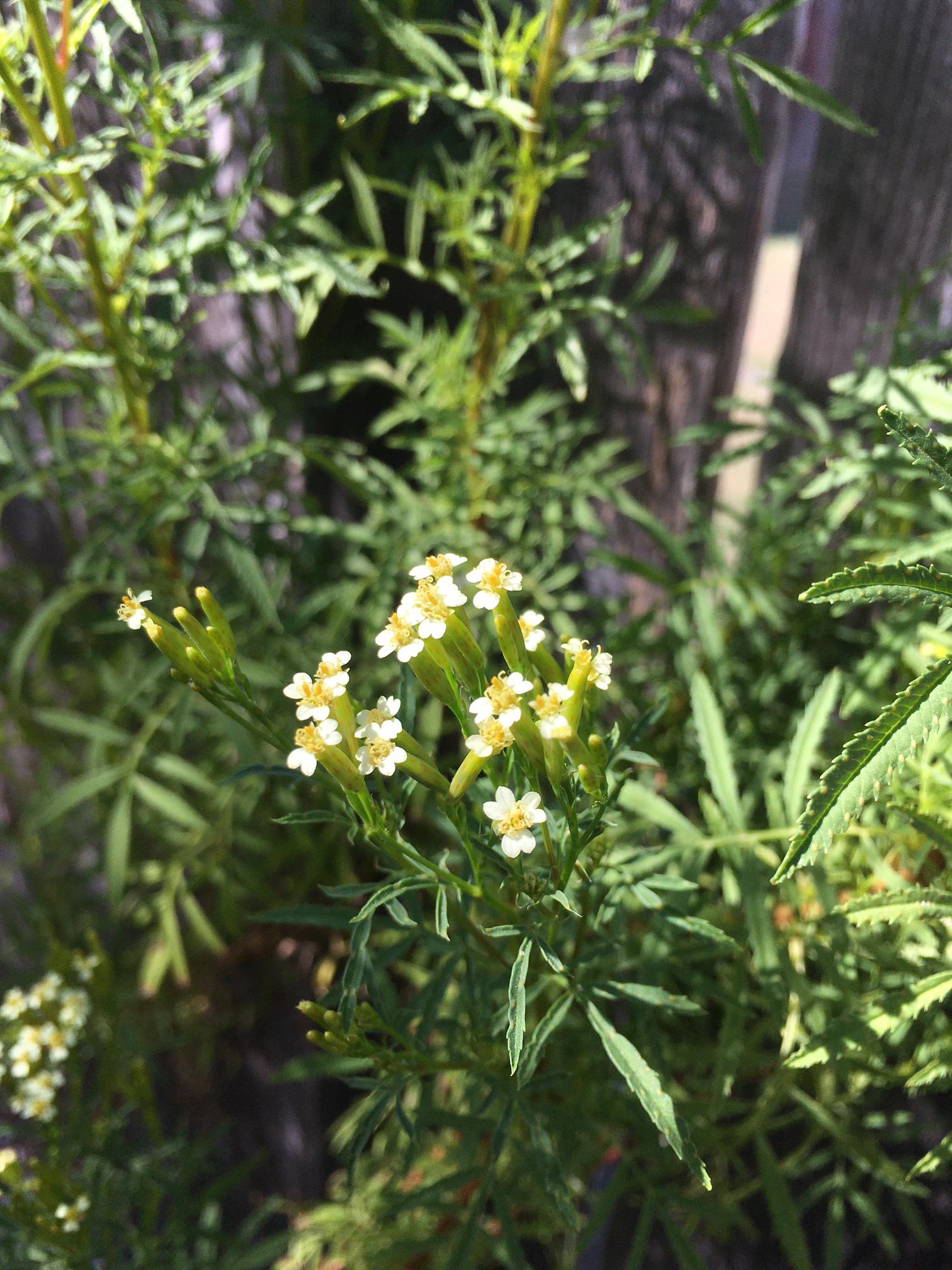 Peruvian Black Mint Seeds - Etsy