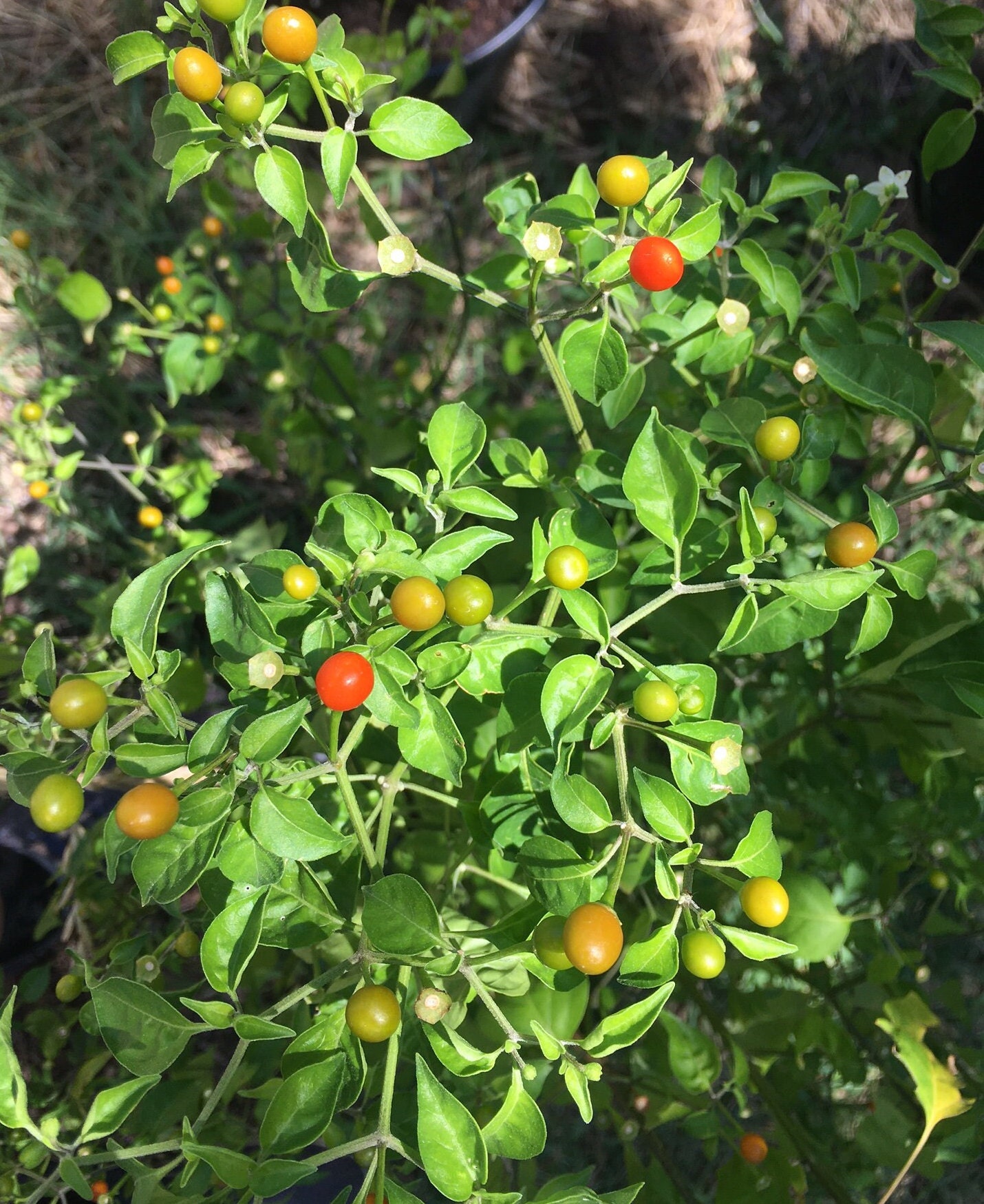 Texas Chiltepin Pepper Seeds - Etsy
