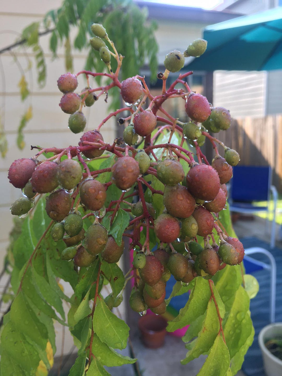 Curry Leaf Tree Seeds - Etsy
