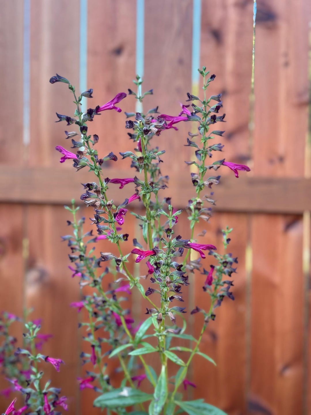 Texas Big Red Sage Seeds - Etsy