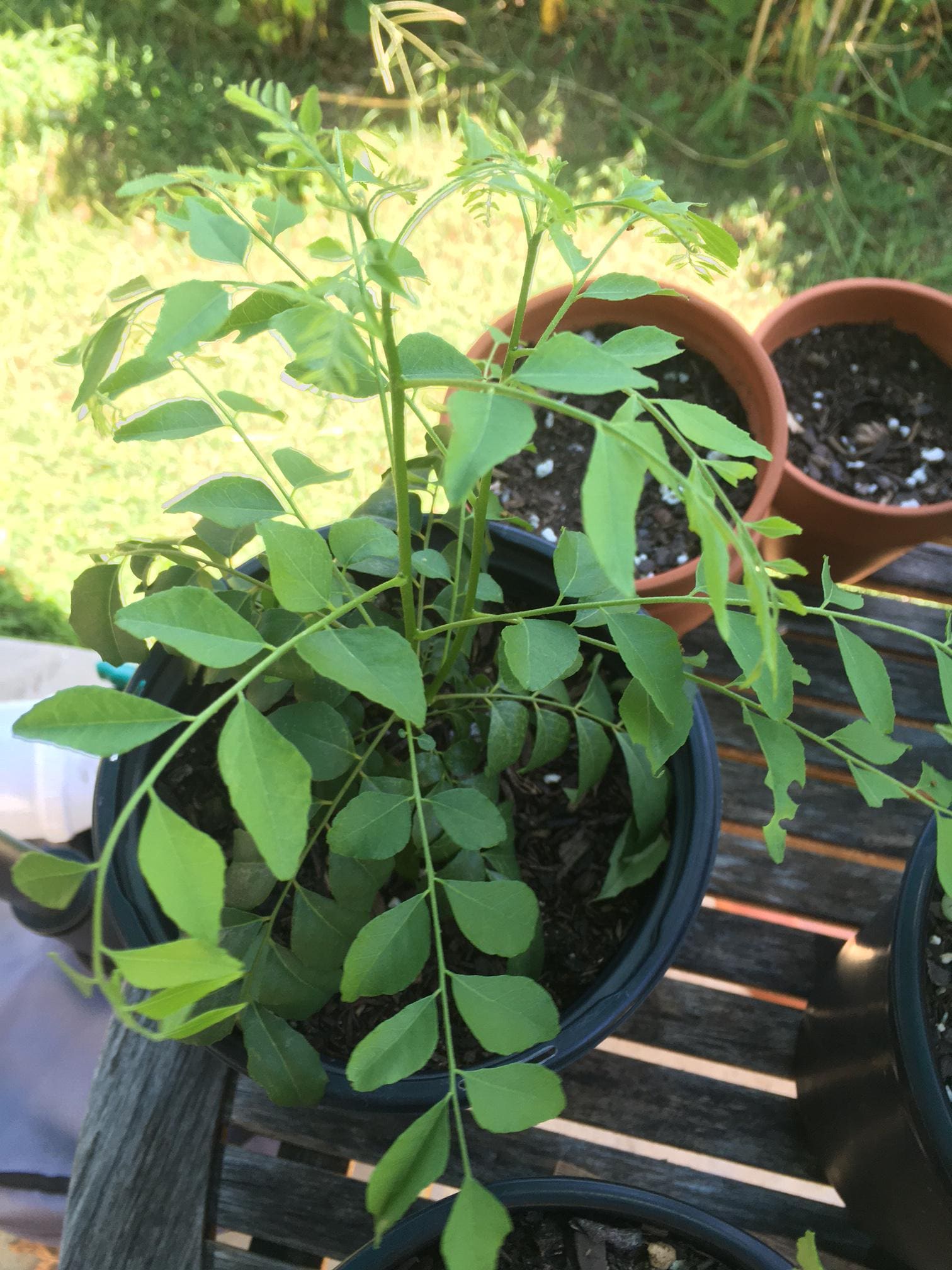 Curry Leaf Tree Seeds - Etsy