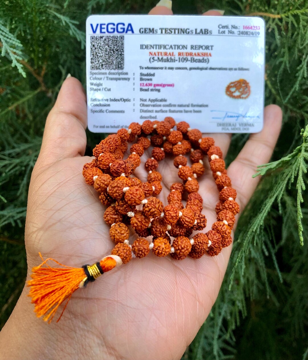2 Pc Natural Rudraksha Mala Lab Certified Blessed 5 Mm Seed Size ...