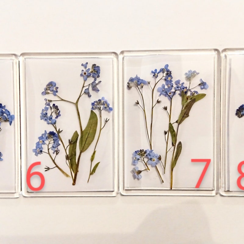 Dried Forget Me Not - Etsy