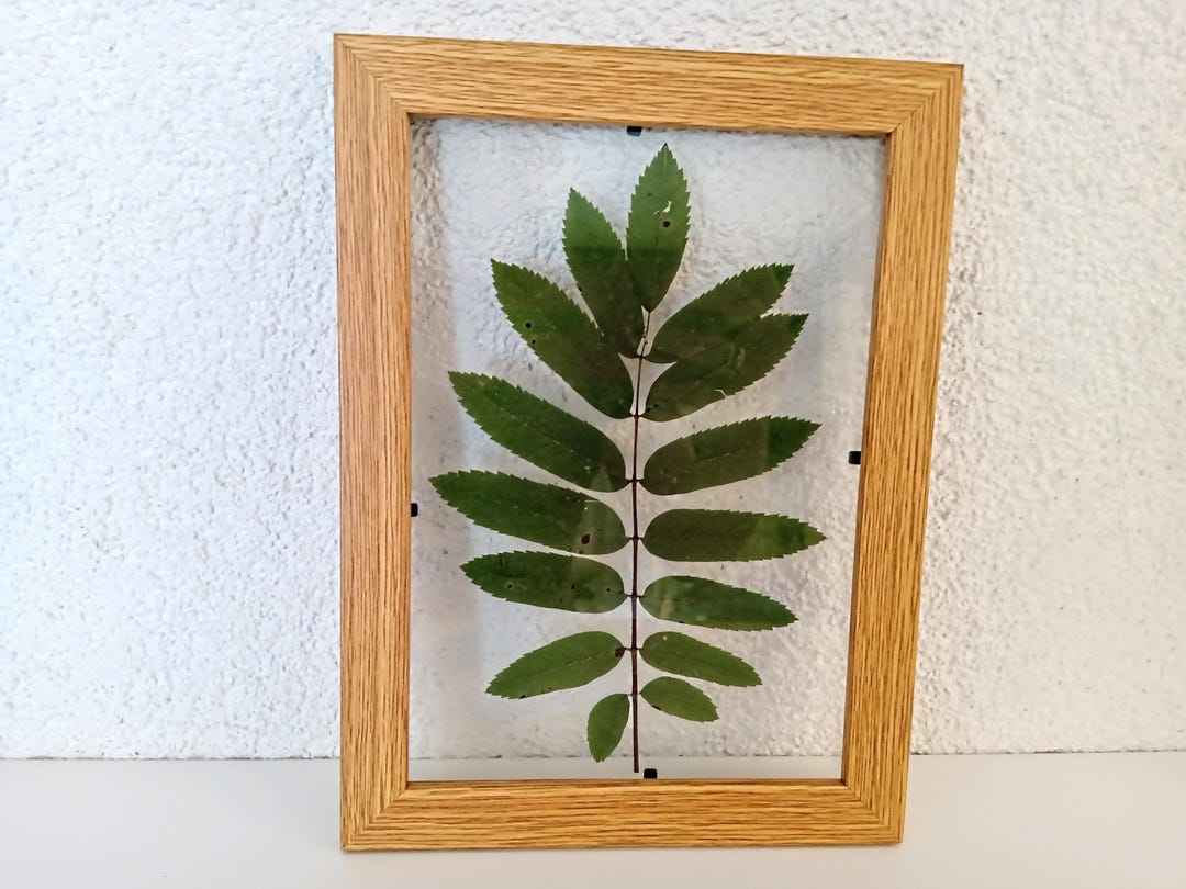 Real Pressed Rowan Leaf in Frame, Talisman Amulet Dried Tree Mountain ...