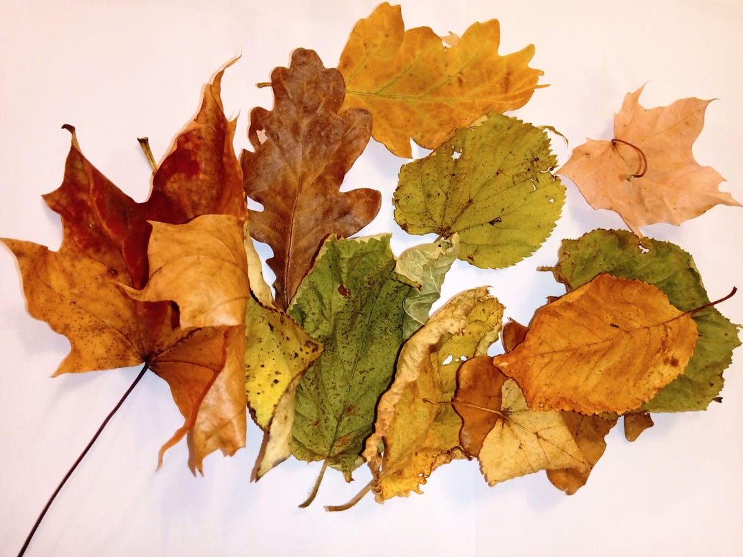 50x Dried Different Preserved Autumn Leaves Mix Natural Oak Maple Leaf ...