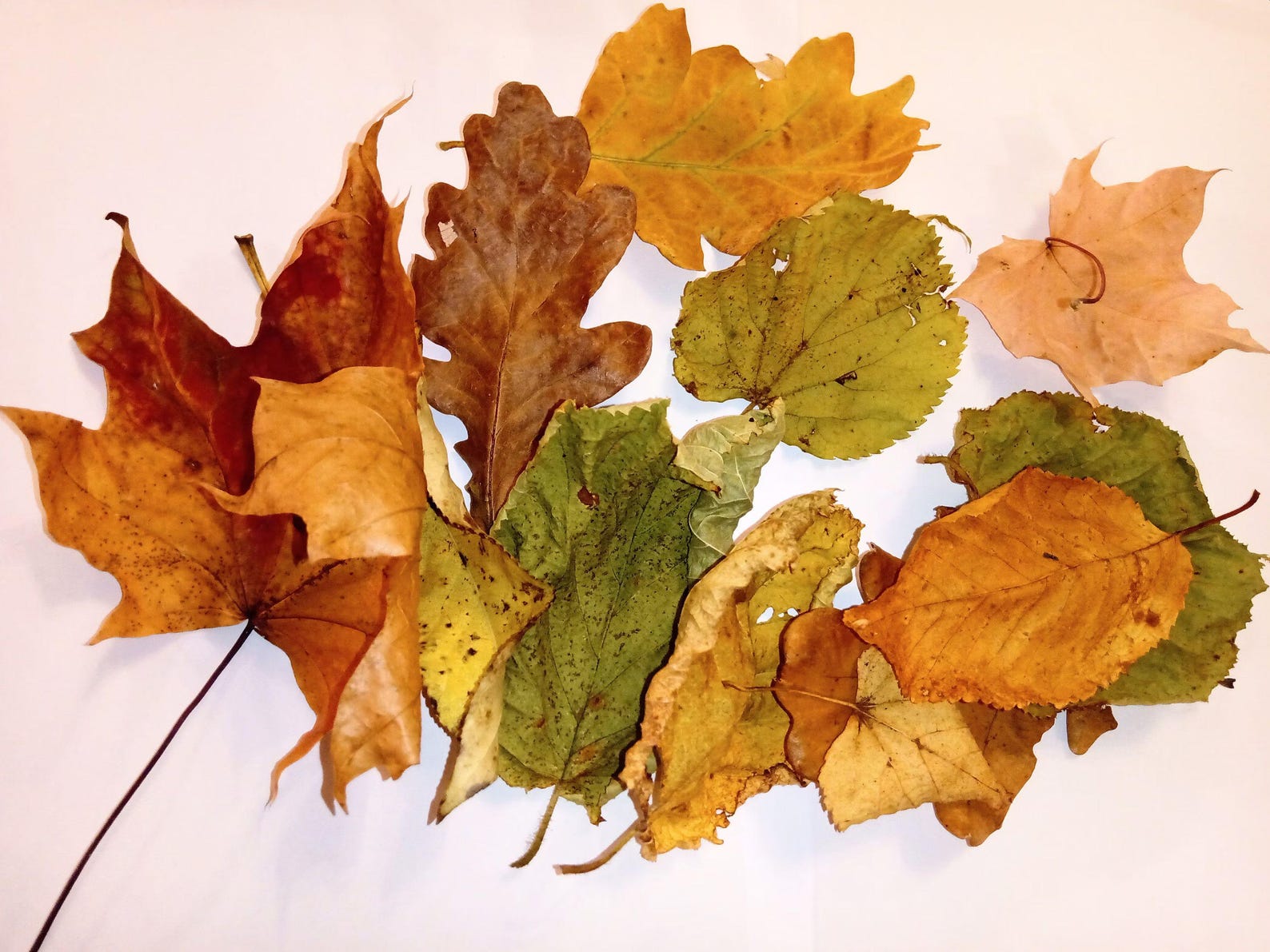 50x Dried Different Preserved Autumn Leaves Mix Natural Oak Maple Leaf ...