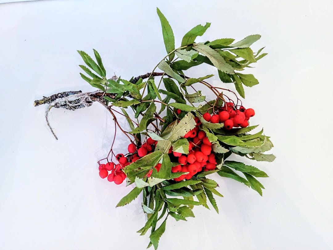 Natural Rowan Leaves With Rowan Berry Bunch Rowan Tree Branch Pagan ...