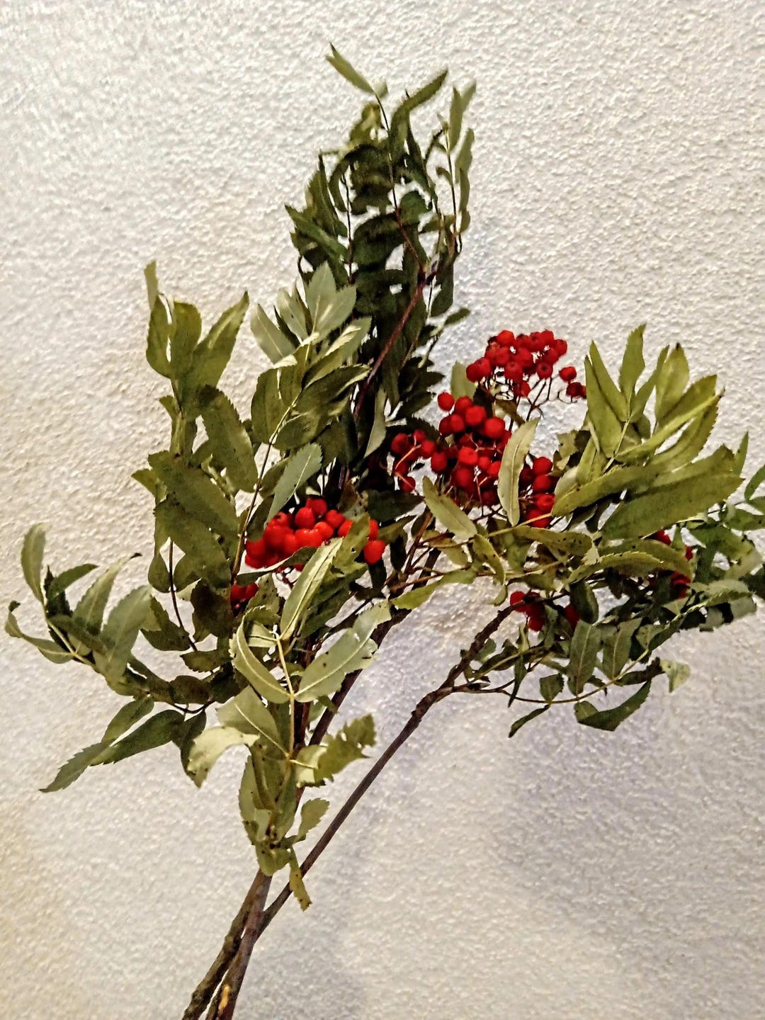 Dried Rowan Leaves With Rowan Berry Large Bundle Rowan Tree Branch ...