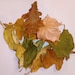 50x Dried Different Preserved Autumn Leaves Mix Natural Oak Maple Leaf ...