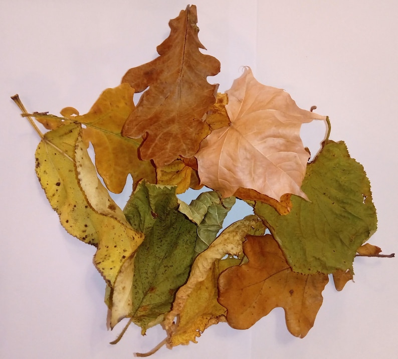 50x Dried Different Preserved Autumn Leaves Mix Natural Oak Maple Leaf ...
